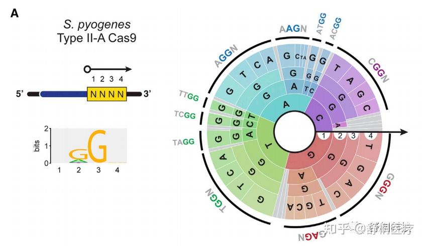 技术介绍 | CRISPR-Cas之如何鉴定PAM？ - 知乎