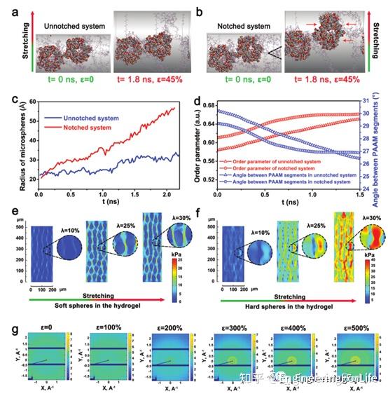 《AFM》：巧用微球集成优异机械性能于一体的各向同性水凝胶 - 知乎