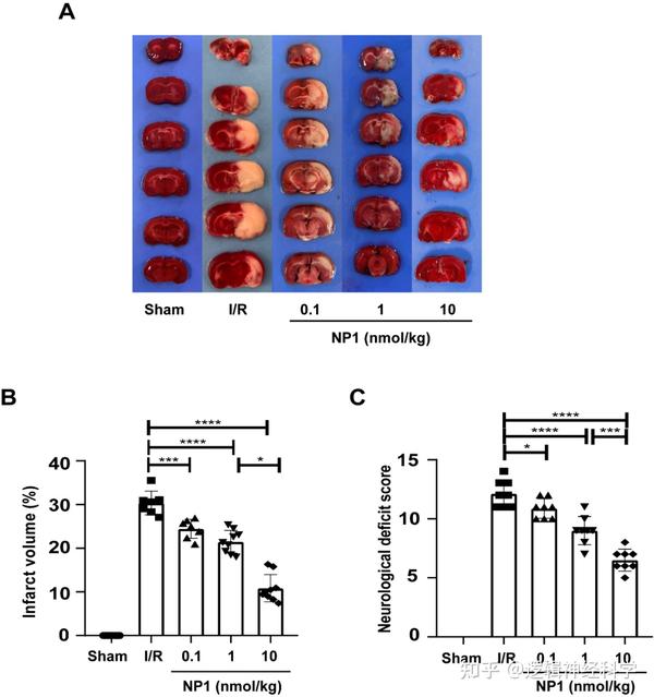 J Neuroinflammation︱昆明医科大学杨新旺团队阐述：短肽通过miR-6328/IKKβ/NF-κB轴减轻炎症对脑缺血再灌注损伤发挥神经保护作用 - 知乎