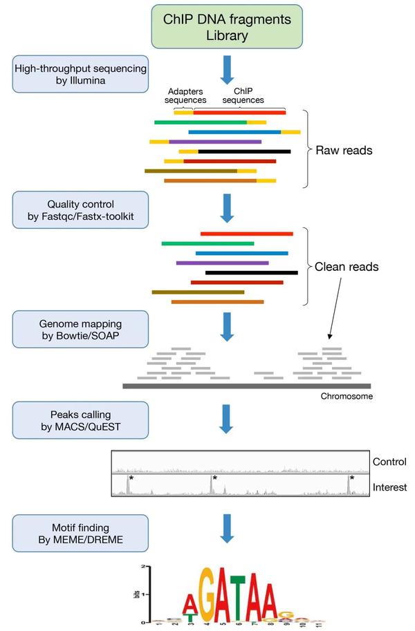 解析表观遗传学的工具——ChIP-seq（一） - 知乎