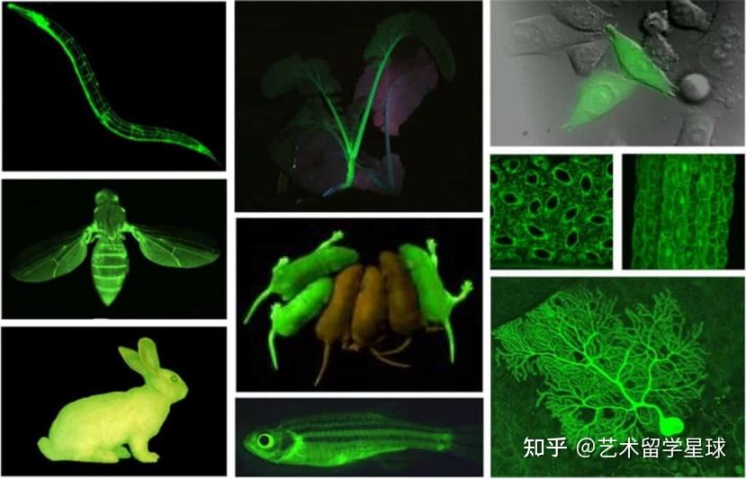 交互艺术：万物连接的纽带 - 知乎