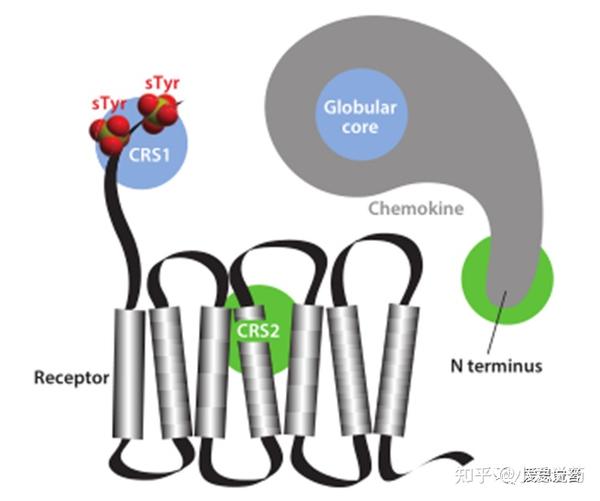 《普创新》趋化因子受体CXCR4及其配体 - 知乎