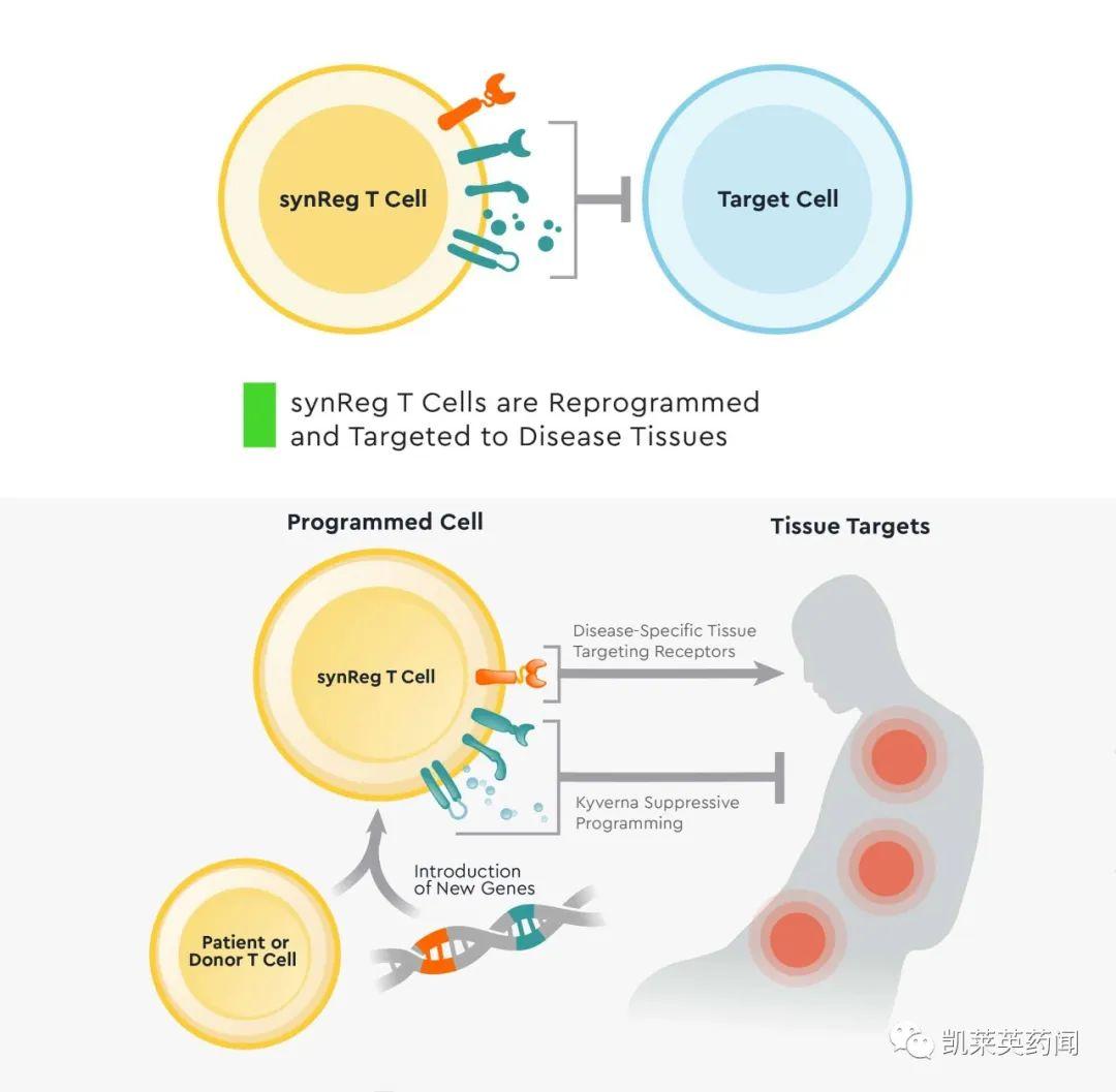 首个治疗狼疮肾炎的CAR-T获批临床！Kyverna的KYV-101迎里程碑进展 - 知乎