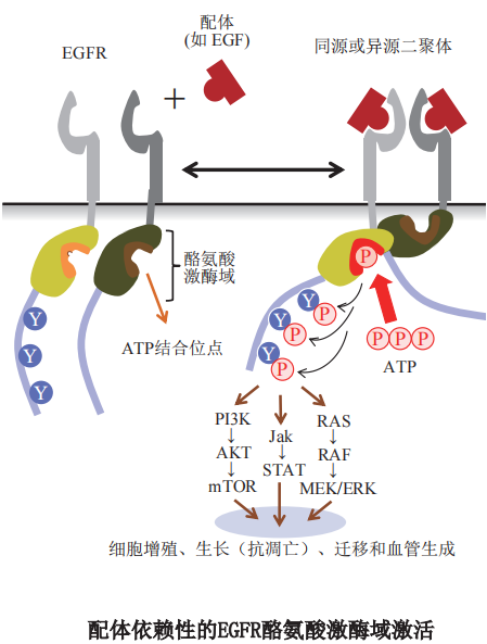 与肿瘤相关的那些明星标志物：肺癌之EGFR - 知乎