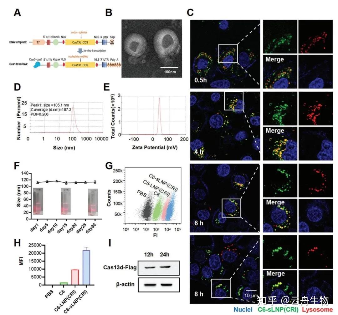 Adv Sci | 效果远超奥司他韦！中国农大开发SCSD增强CRISPR/Cas13d抗流感病毒疗效 - 知乎