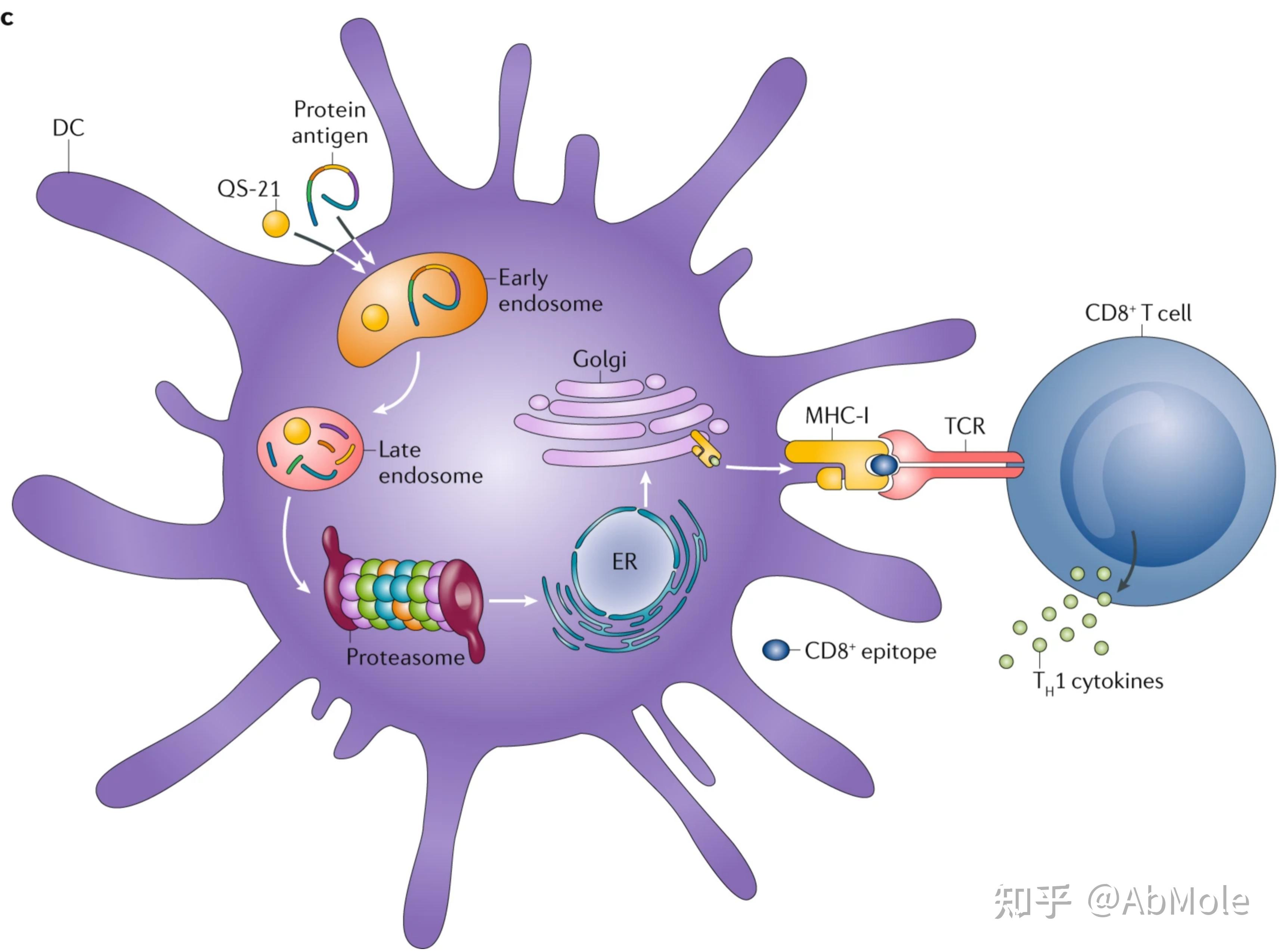 AbMole：疫苗佐剂QS-21在疫苗研究中的应用 - 知乎