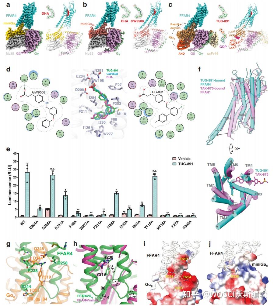 Cell Res | 哈尔滨工业大学发现FFAR4活化及G蛋白偶联选择性的结构基础 - 知乎