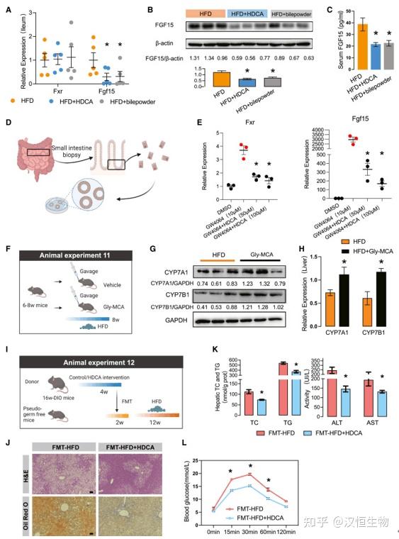 IF= 29.0丨首次揭示HDCA对NAFLD的治疗潜力及机制 - 知乎
