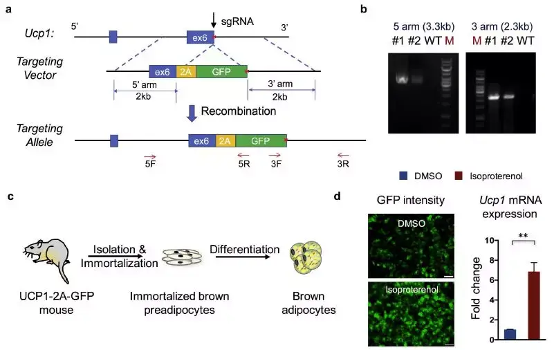 小鼠大用处之荧光示踪小鼠 - 知乎