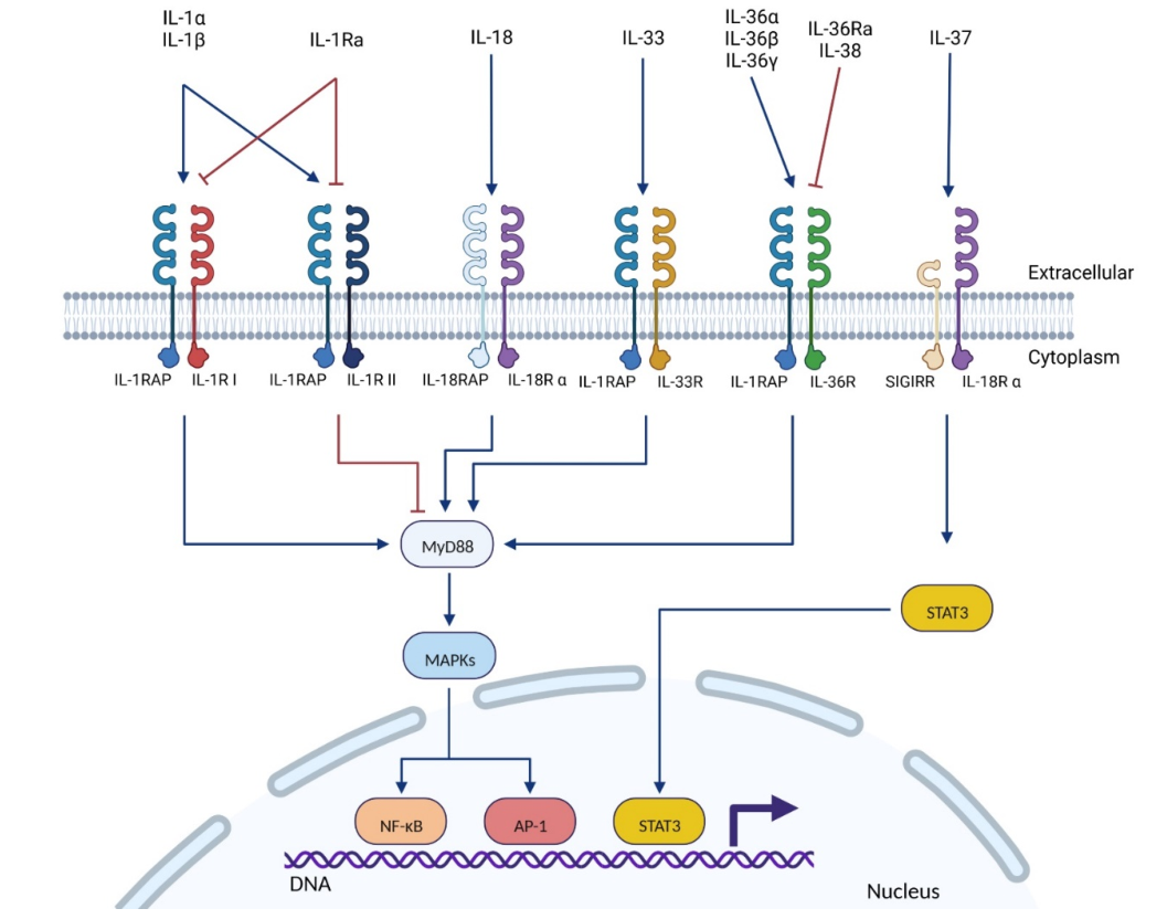 血液瘤和实体瘤的新型治疗靶点：IL-1RAP - 知乎