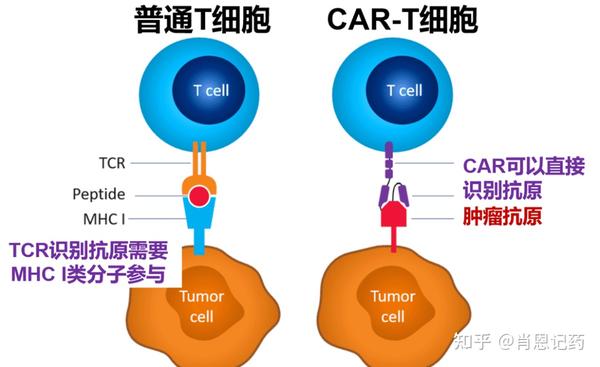 记住FDA生物药 | 2款BCMA CAR-T | idecabtagene vicleucel，西达基奥仑赛 | 多发性骨髓瘤 - 知乎
