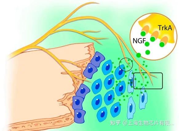 诺奖热点 | 空间转录组学揭示感觉神经通过调节BMP/TGF-β信号通路在保持颅缝通畅中的作用 - 知乎