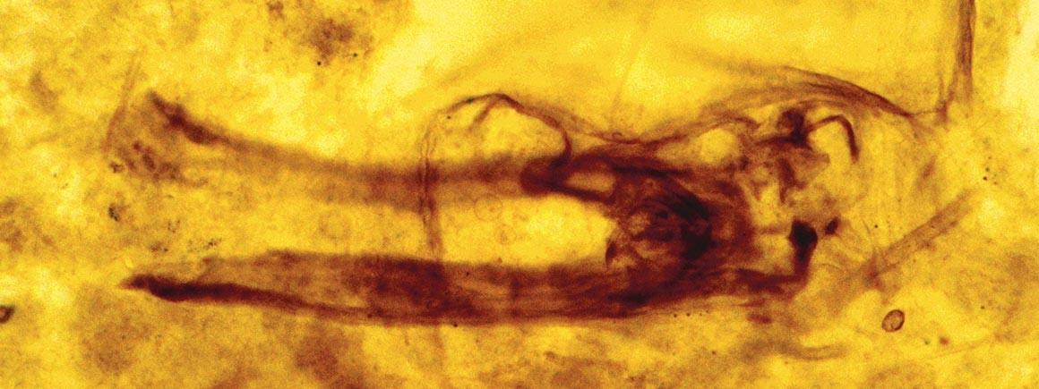 【虫趣闻#01】最古老的昆虫竟然也要被雪藏？ - 知乎