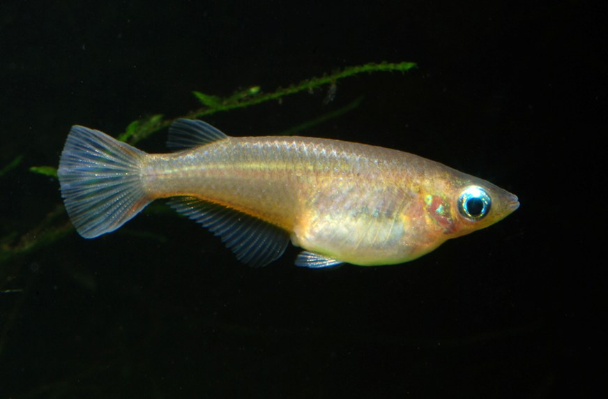 北京地区防蚊指南 - 知乎