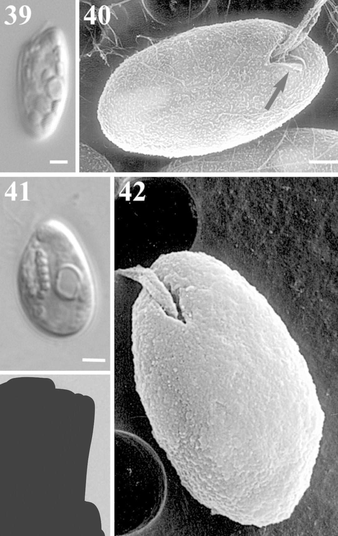 【古菌域全系列14】隐藻界Cryptista：隐于世间而影响世界 - 知乎