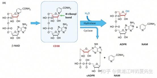 CD38靶点简介：具有免疫抑制作用的特异性蛋白 - 知乎