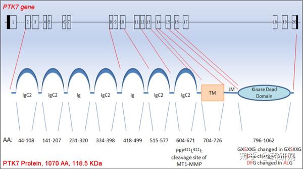 从两款PTK7 ADC看PTK7进展 - 知乎
