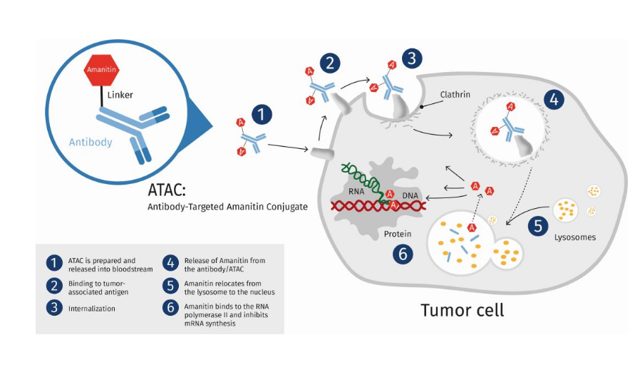 HER2乳腺癌知多少？DS-8201未来可期 - 知乎