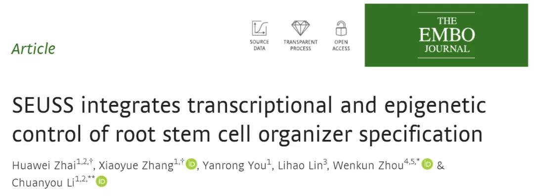 EMBO J. | 中科院遗传发育所李传友研究组揭示转录调控因子SEUSS调控干细胞命运决定的新机制 - 知乎