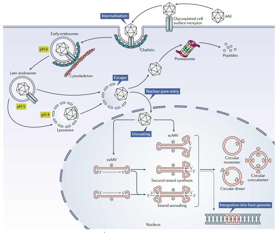 Nat Rev Drug Discov︱高光坪详述基因治疗明星载体腺相关病毒 - 知乎