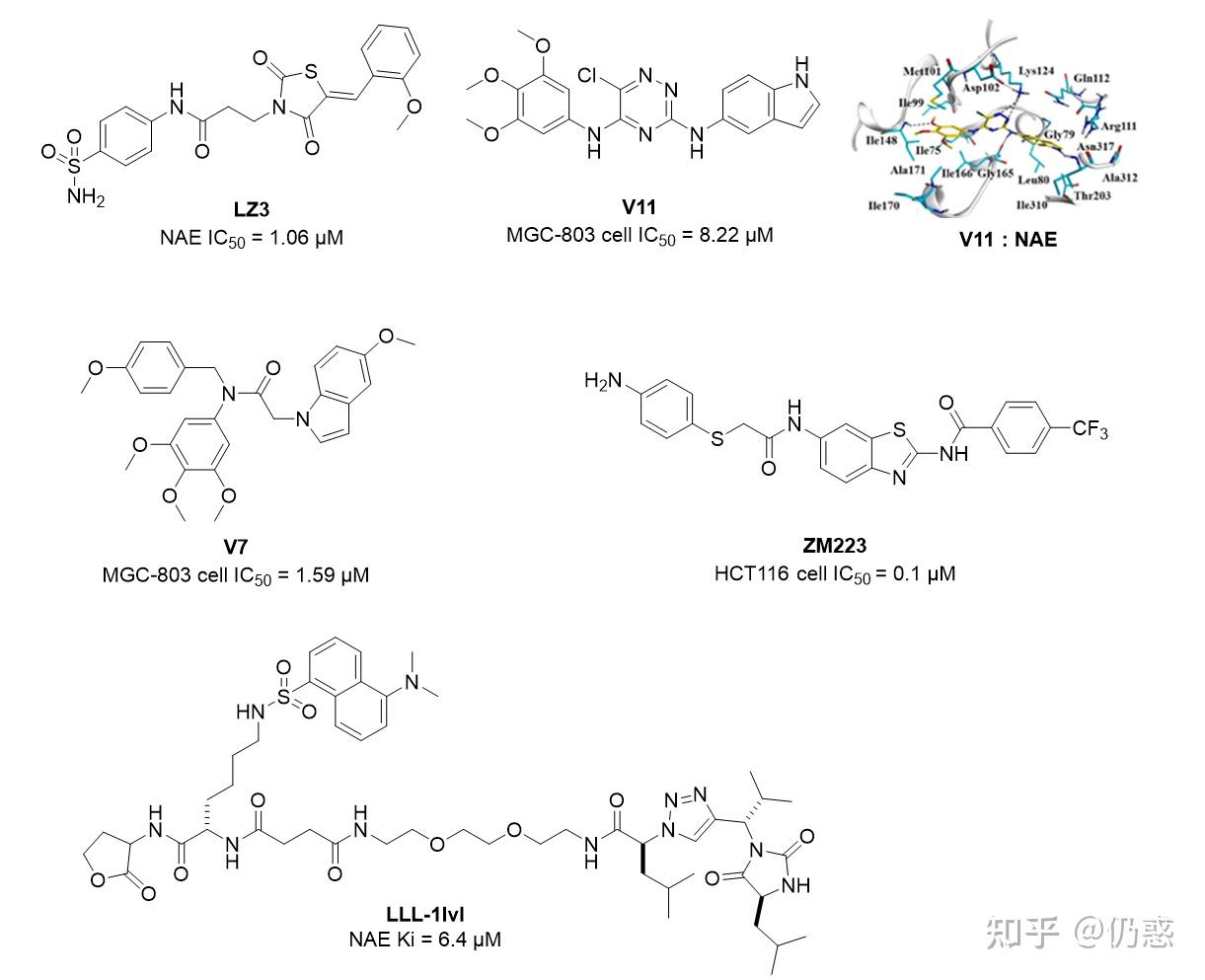 NEDD8活化酶(NAE)小分子抑制剂的研究进展 - 知乎