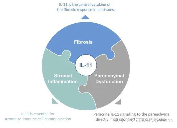 IL-11，纤维化疾病的真正元凶，被忽略的癌症潜力靶点 - 知乎