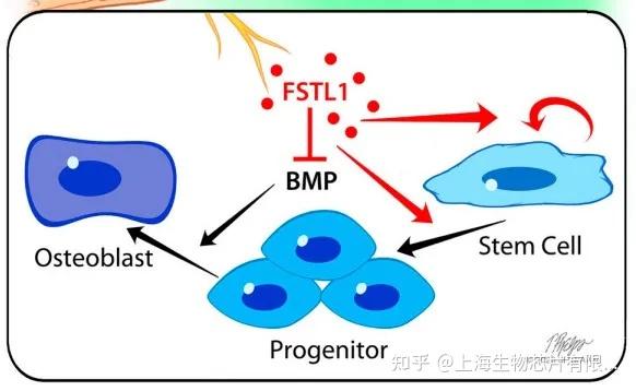 诺奖热点 | 空间转录组学揭示感觉神经通过调节BMP/TGF-β信号通路在保持颅缝通畅中的作用 - 知乎
