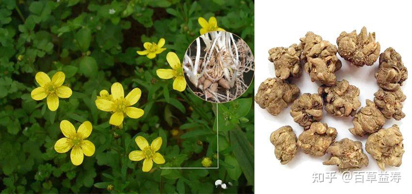百草益寿：一种民间草药是 散结高手”，甲状腺、乳腺结节都怕它 知乎