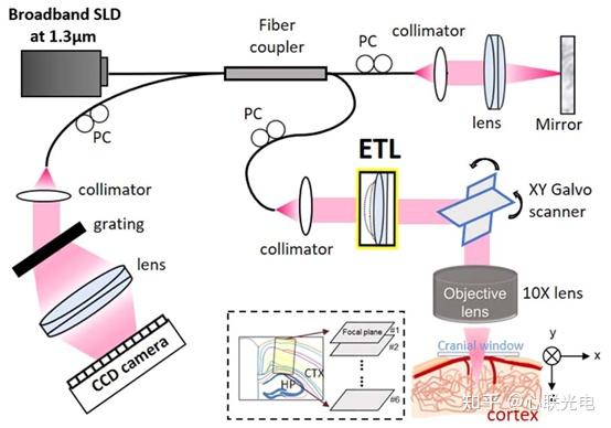 Opt. Lett.：液体变焦镜头结合OCTA进行小鼠大脑深层皮质血流成像 - 知乎