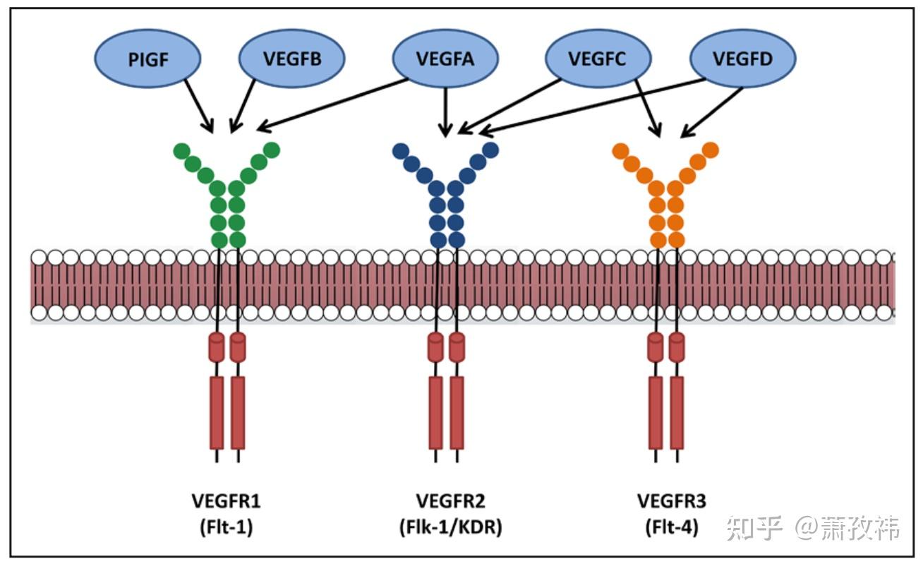 要想富，先修路：VEGFR的进击之路 - 知乎