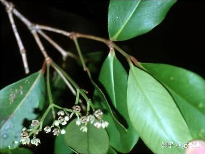 单种科植物有哪些呢？下面来为你盘点一下 - 知乎