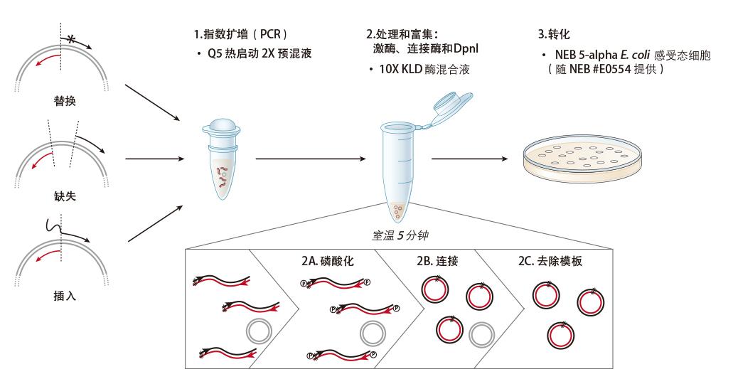 DpnI 用于点突变后去除未突变的模板 - 知乎