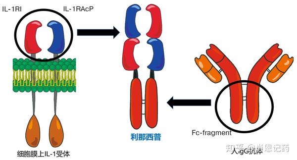 如何记住所有FDA已上市生物药？| 白介素-1α/1β(IL-1α/1β)拮抗剂 | Rilonacept 利那西普 | 治疗周期性发热，心包 ...