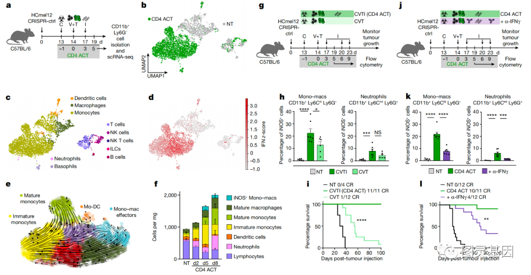 Nature | CD4+ T细胞诱导的炎症细胞死亡控制肿瘤免疫逃避 - 知乎