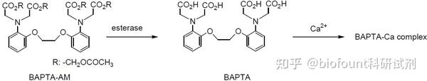 BAPTA-AM（Ca2+ 螯合剂， hERG通道抑制剂） - 知乎