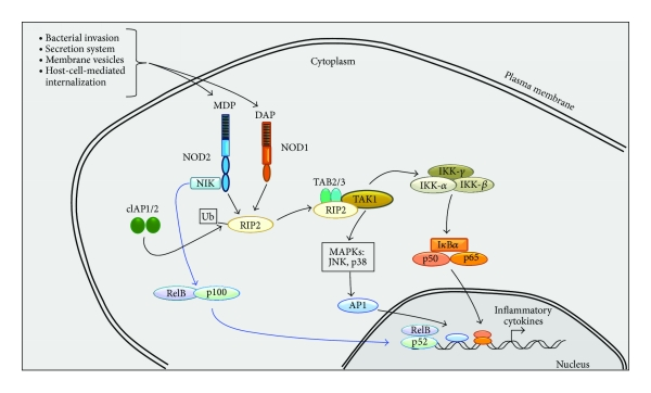 固有免疫（二）：特征识别受体 - 知乎