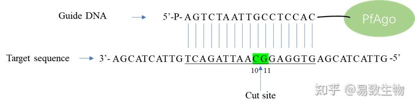 PfAgo核酸内切酶介绍 - 知乎