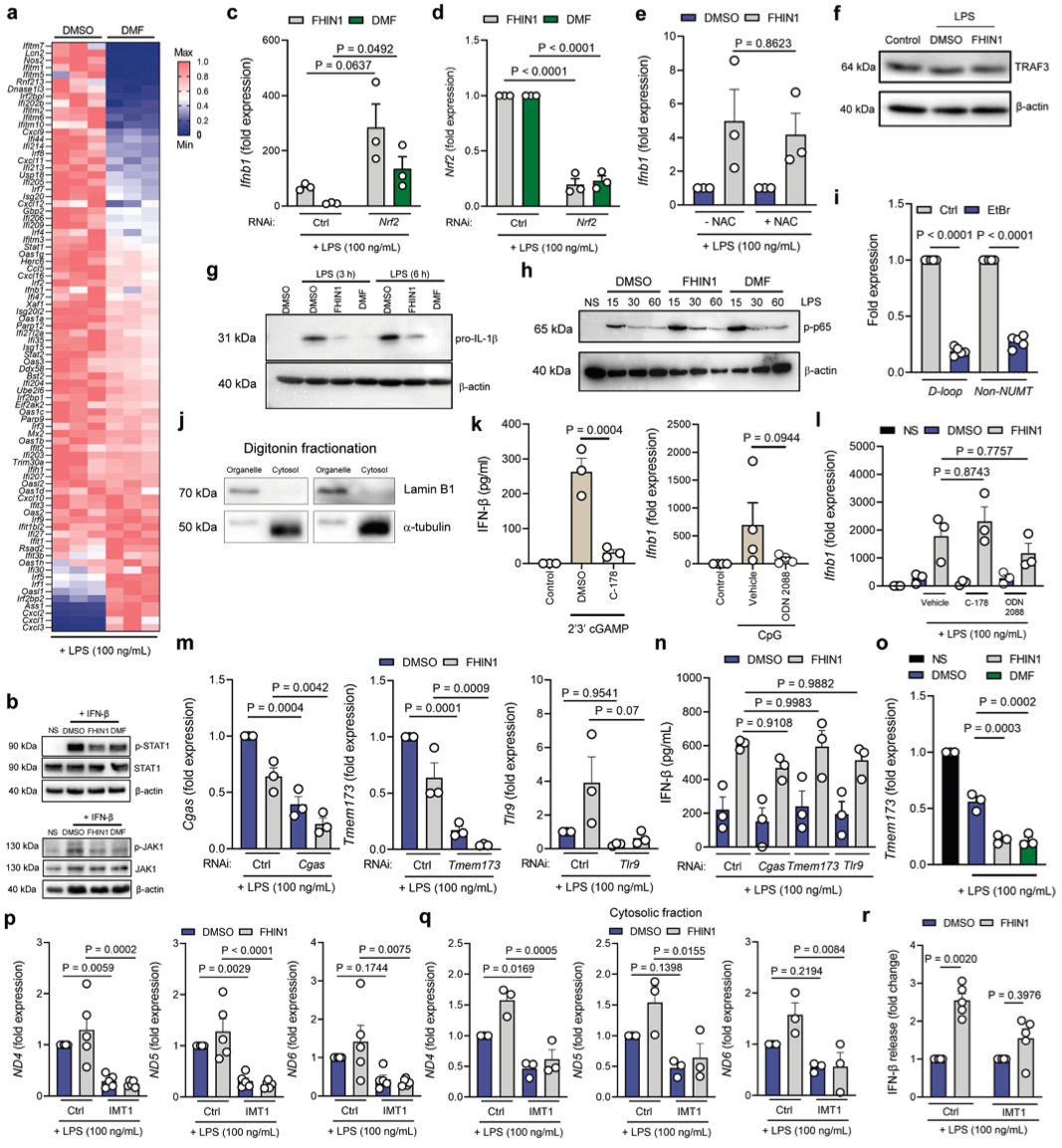 Nature丨巨噬细胞富马酸水合酶抑制 mtRNA 介导的干扰素产生 - 知乎