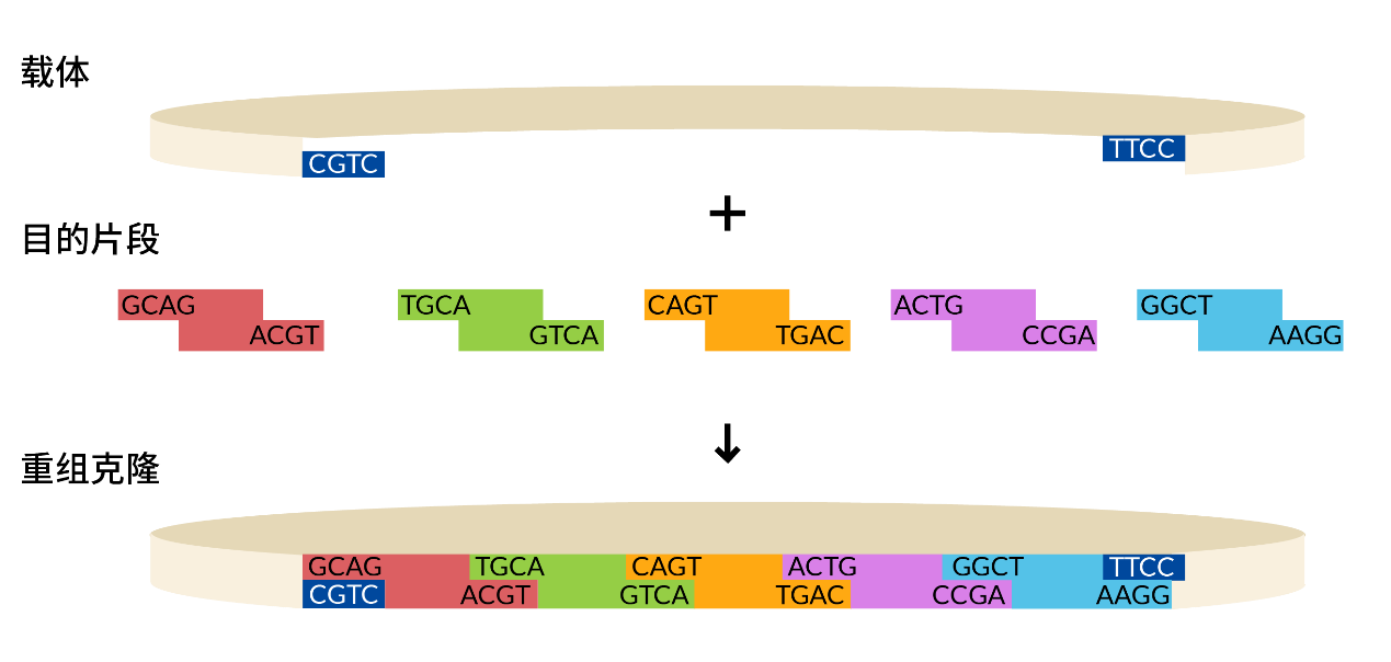 载体构建入门攻略——Golden Gate克隆篇 - 知乎