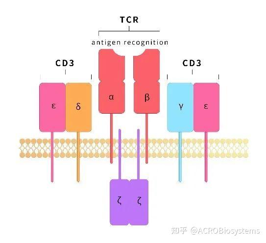 ACRO百普赛斯：靶向CD20、CD3——抗体药物研发的见证者，也是缔造者 - 知乎