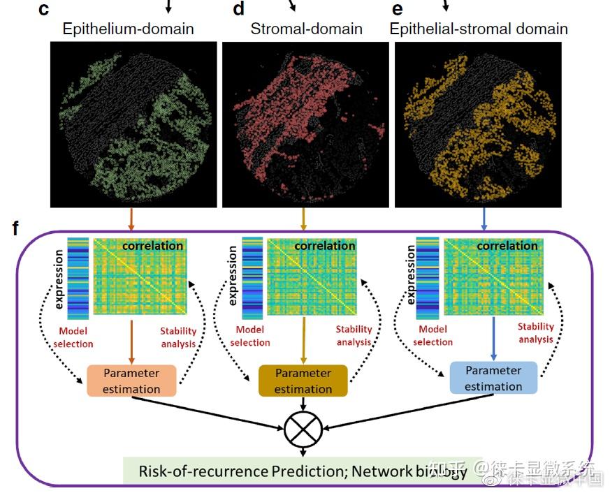 Cell DIVE应用：基于空间蛋白组学建立结肠癌预后推断新方 - 知乎