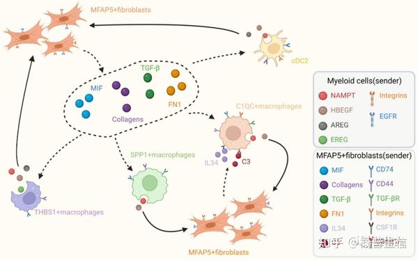 这篇二区细胞通讯生信文章，用的都是公开数据 - 知乎