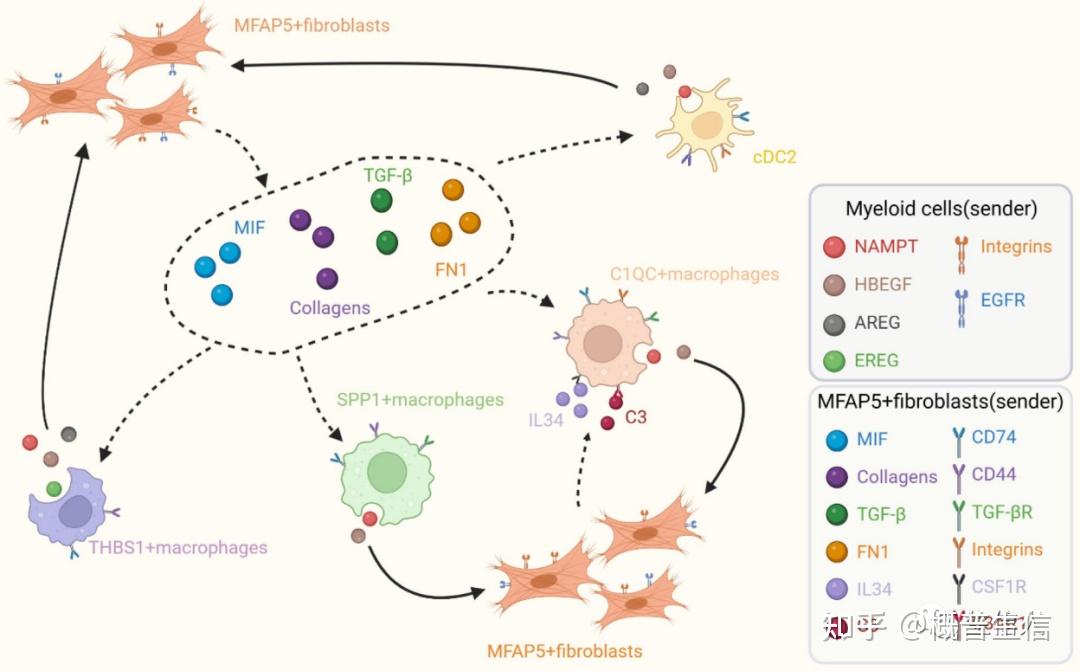 这篇二区细胞通讯生信文章，用的都是公开数据 - 知乎