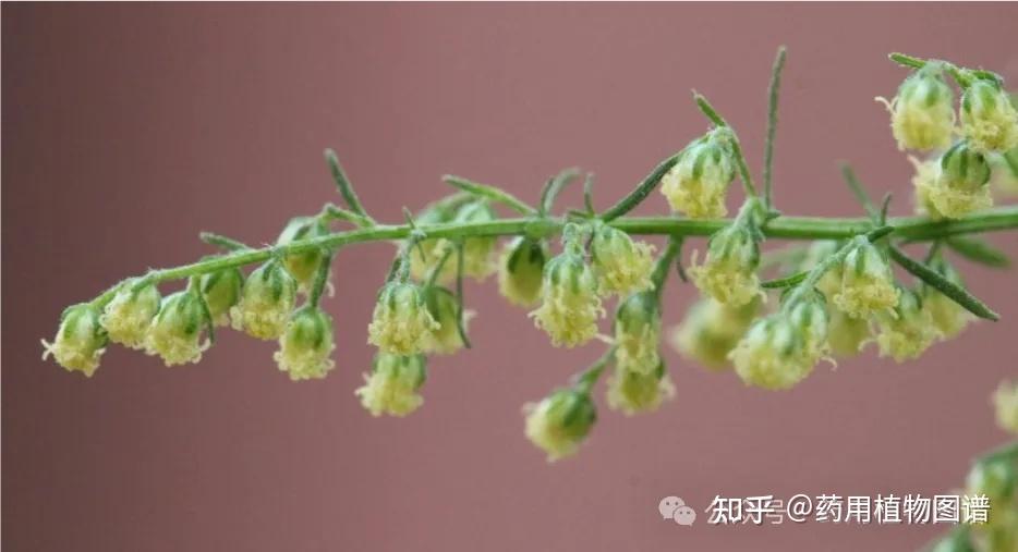 常见的10种菊科蒿属草药，教你一招快速辨别！ - 知乎