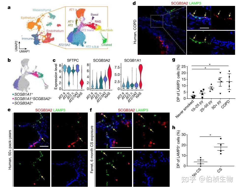 Nature背靠背 | 肺类器官与人肺干祖细胞新谱系 - 知乎