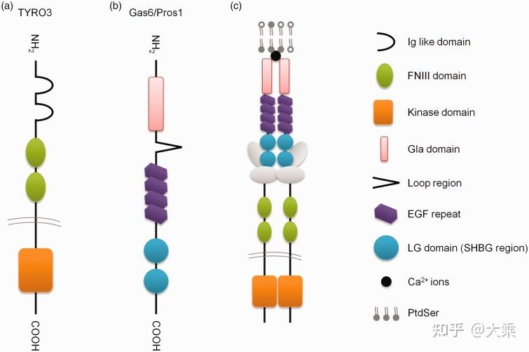 TYRO3-平滑肌肉瘤的一个潜在的作用靶点 - 知乎