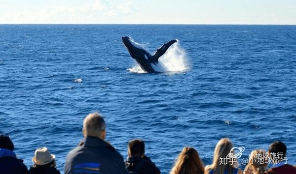 观鲸季| 悉尼观鲸攻略大全！船观岸观都有！晕船的也不怕啦！｜悉尼小众旅行攻略 - 知乎