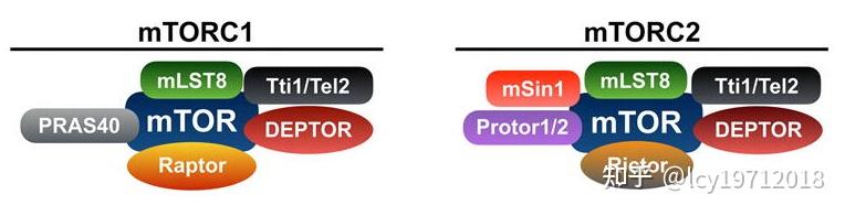 mTOR信号通路（一） - 知乎