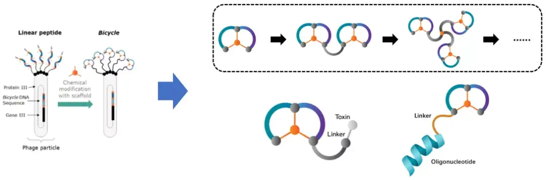 Self Renew专栏｜PeptiDream也深度入局肽-药物偶联物（PDC） - 知乎