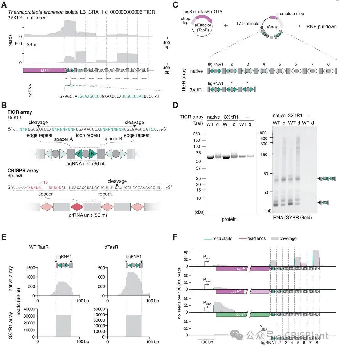 揭秘TIGR-Tas：自然界隐藏的“基因剪刀”新家族 - 知乎